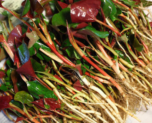 Antibacterial Organic Herbal Extracts Houttuynia Cordata Thunb Extract