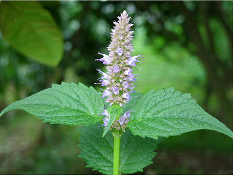 Plant Pogostemon Cablin Extract , Pogostemon Cablin Powder 80 Mesh