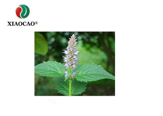 Medical Organic Herbal Extracts Pogostemon Cablin Patchouli Agastache Rugosa Extract