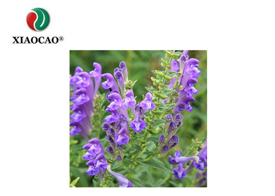 Scutellaria Baicalensis Extract , Baicalin Scutellaria Baicalensis Root Extract