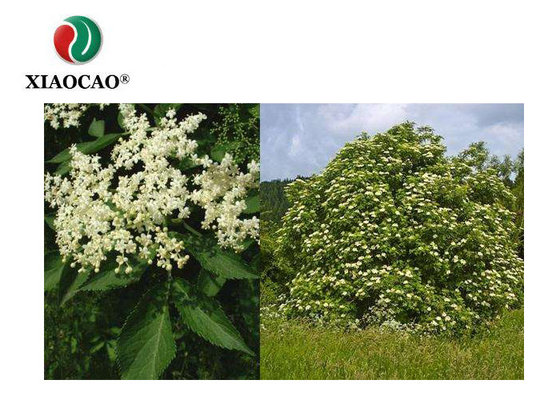 10/1-25% Organic Herbal Extracts Elderberry Anthocyanin Extract powder