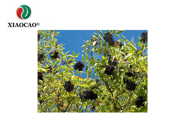 10/1-25% Organic Herbal Extracts Elderberry Anthocyanin Extract powder