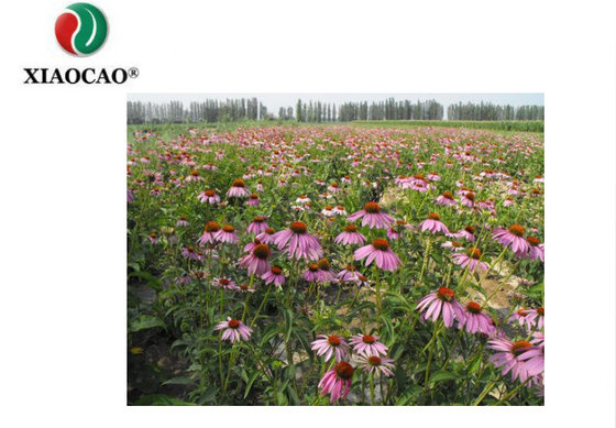 Echinacea Root Extract Organic Herbal Extracts , Echinacea Whole Plant Extract