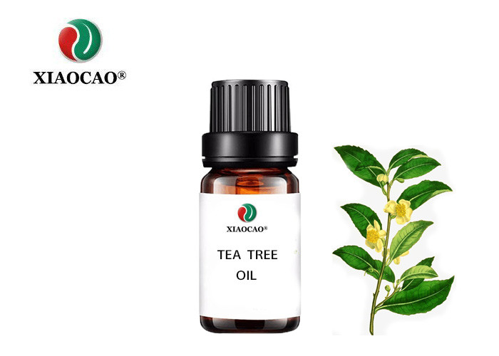 Light Yellow Aroma Pure Essential Oils Pure Tea Tree Raw Material Leaf
