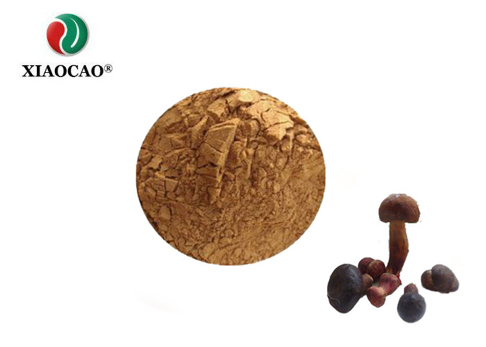 Blends Organic Bolete Powder / Medicinal Mushroom Extract Powder