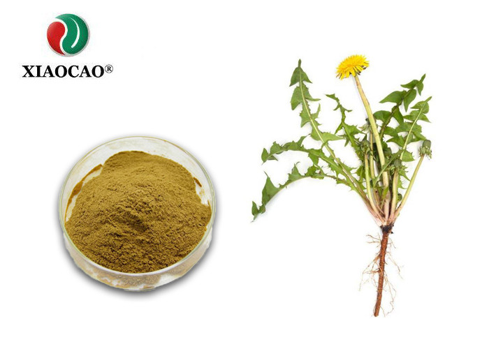 CAS 68990-74-9 Dandelion Root Extract / Dandelion Root Herbal Supplement