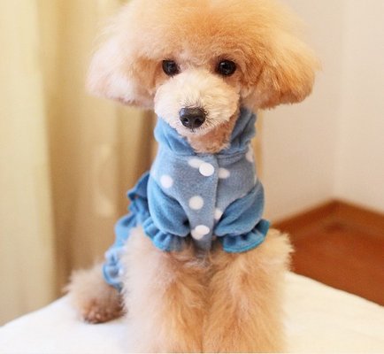 Cute Girl Blue Cotton Polka Dot Casual Winter Clothes For Small Dogs , PET Accessories