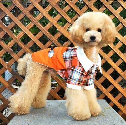 Personalized Europe style Blue Cotton Dog Costume Coat For Large Dogs For PET Warmly / Autumn clothes