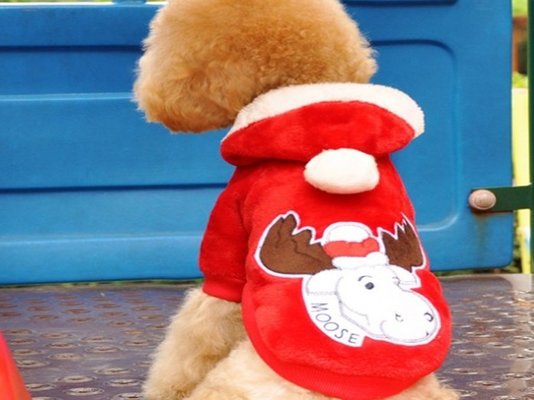 Personalized Luxury Comfortable Red Hooded Sweatshirt XS S M L XXL For Dogs , Cat