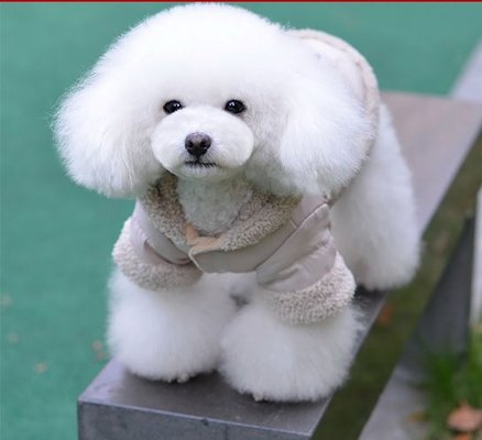 OEM Personalized Dog Clothes for Winter , PET Apparel Size XX XL