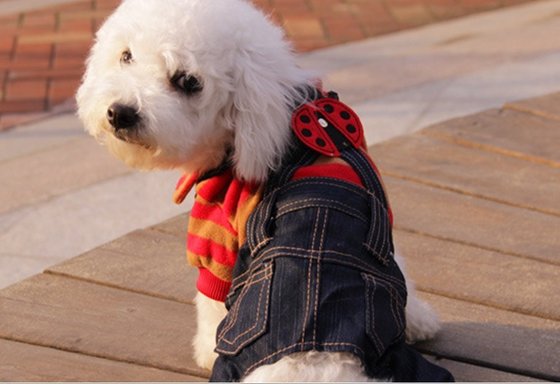 100% Polyester Otterhound / Harrier Jumpsuits Personalized Dog Winter Warm Clothes And Puppy Apparel