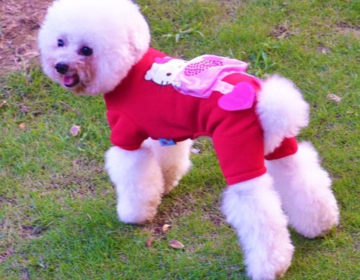 Eco-Friendly Kitty Cat Personalized Whippet Dog Clothes Sweaters , XXS Dog Winter Clothes