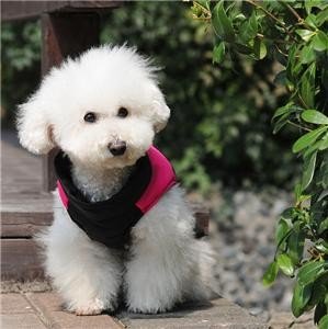 Custom Bichon Frise Clothes Waterproof Winter Dog Coats Size XXL XL