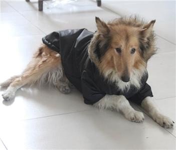 Large Dog Warm Winter Dog Coats and jackets Red , Black Color