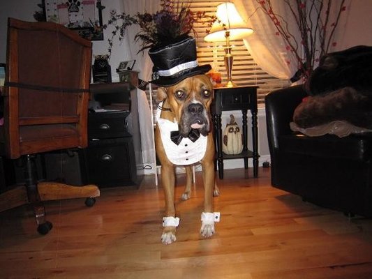 Dog Halloween Tuxedo Formal Wear