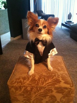 Wedding Groom Tuxedo Puppy / Small Dog Formal Wear pets clothing For Male