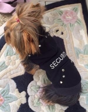 Black Security Custom Dog Hoodies