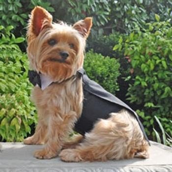 Doggie Wedding Tuxedo Costume