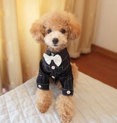 Formal Style Modelos De Ropa Para Perros Tuxedo Dog Costume t-Shirts