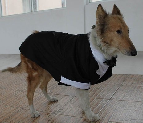 White TUXEDO big dog wedding / party suit bridegroom wear pets formal clothes