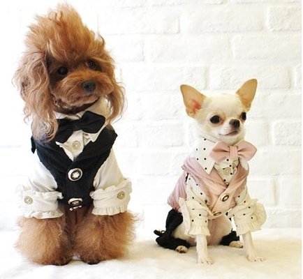chihuahua / poodle Luxurious Pet evening wear vest for small dogs Sleeveless vest style
