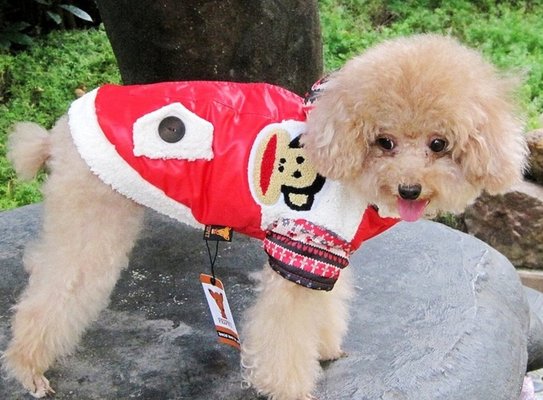 Autumn / Winter Dog Hooded Sweatshirts