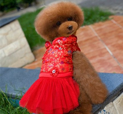 Party Medium Dog Clothes dress