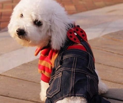 100% Polyester Otterhound / Harrier Jumpsuits Personalized Dog Winter Warm Clothes And Puppy Apparel