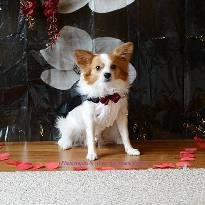 Wedding Groom Dog Tuxedo Formal Wear
