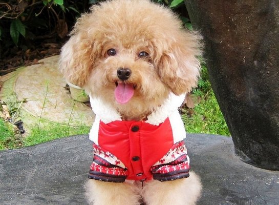Autumn / Winter Dog Hooded Sweatshirts