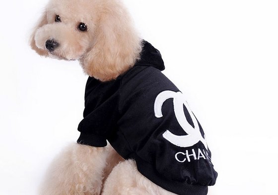 Bichon Frise Dog Hooded Sweatshirts