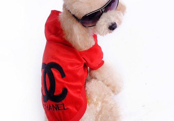 Bichon Frise Dog Hooded Sweatshirts