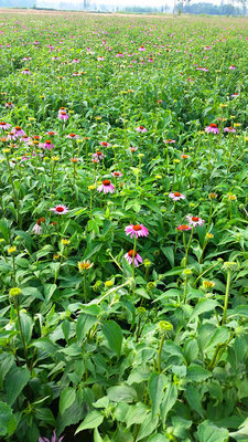 Herb Medicine 100% Natural echinacea purpurea extract in bulk with Cichoric Acid 1%, 2%, 3%, 4%; Polyphenols