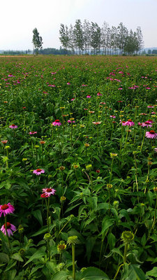 Herb Medicine 100% Natural echinacea purpurea extract in bulk with Cichoric Acid 1%, 2%, 3%, 4%; Polyphenols