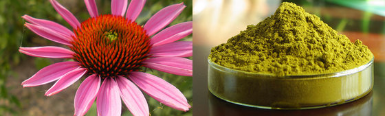 Herb Medicine 100% Natural echinacea purpurea extract in bulk with Cichoric Acid 1%, 2%, 3%, 4%; Polyphenols