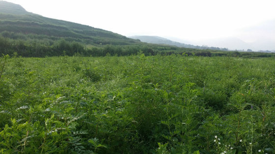 100% natural high quality 2.5%  black cohosh extract (triterpene glycosides)--Cimicifuga Racemosa