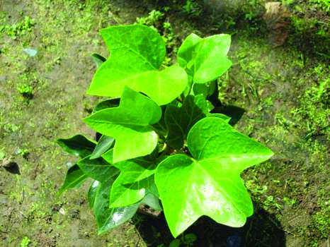 Hedera helix p.e ,10% Hederacoside C Hedera Helix Extract,Free Samples Hederacoside C