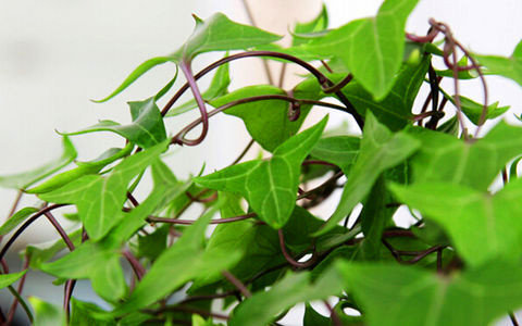GMP factory supply Competitive price high quality Ivy leaf powder extract 1%-10%Hederageni