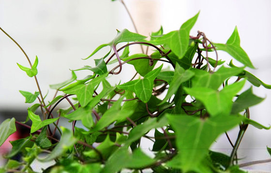 Hedera helix p.e ,10% Hederacoside C Hedera Helix Extract,Free Samples Hederacoside C