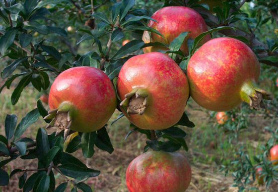 Natural manufacturer supply GMP Punica granatum/ pomegranate bark extract for healthcare products
