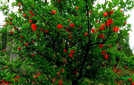 high quality Punica granatum, pomegranate extract 20%--40% punicalagin for herb pharm