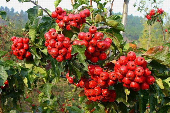GMP Certificate Popular Herbal hawthorn leaf extract with Best selling