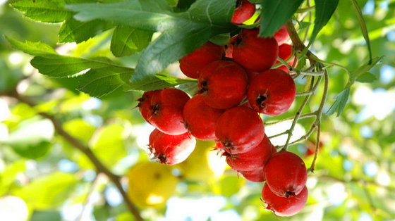 GMP Certificate Popular Herbal hawthorn leaf extract with Best selling