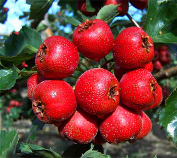 GMP Certificate Popular Herbal hawthorn leaf extract with Best selling