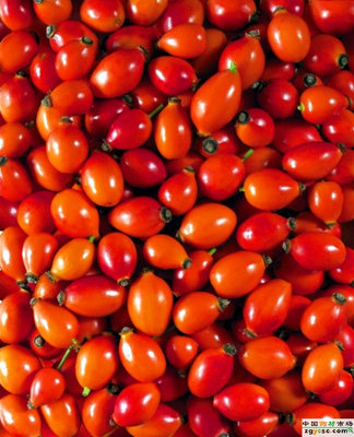 Rose Hips Extract Powder with 5%-20% Rose Polyphenols/Vitamin C 5-17%