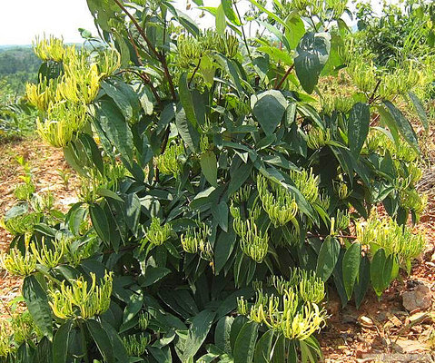 100% natural Glycyrrhiza glabara/ Licorice Root Extract,Glycyrrhiza uralensis for whitening effect