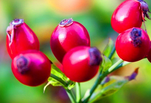 Rose Hips Extract Powder with 5%-20% Rose Polyphenols/Vitamin C 5-17%