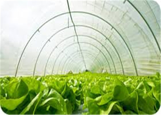 200 Micron White Uv Resistant Plastic Rolls Low Density For Protecting Crops