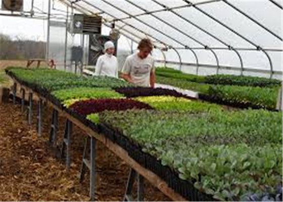 Anti Virus Plastic Greenhouse Film , Greenhouse Polycarbonate Rolls With Impact Resistance