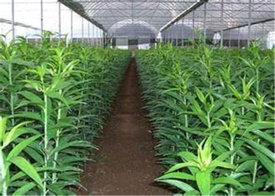 Portable Uv Resistant Clear Plastic Roll Film UVA Diffuse For Greenhouse